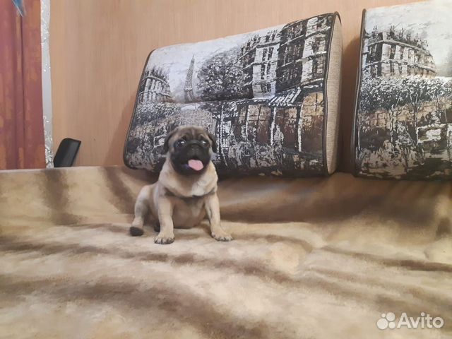 Мопса щенок бежевый