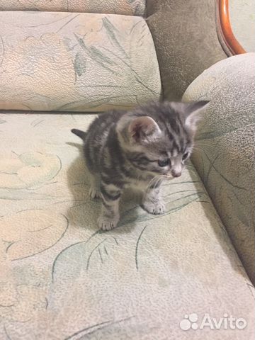 Кошечку в заботливые руки