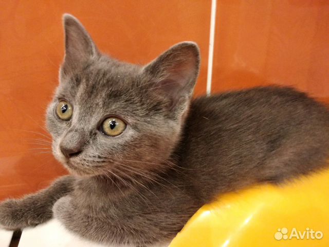 Подаются очаровательные котята