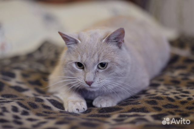 Персиковый котик