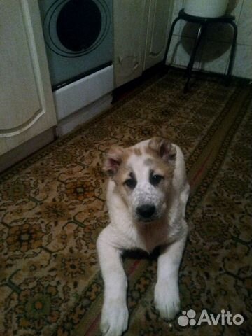 Среднеазиатская овчарка