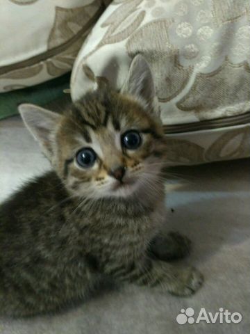 Котенок (красавиц )
