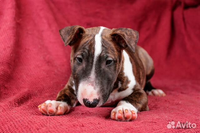 Шикарный полосатик-минибуль готов переехать к Вам