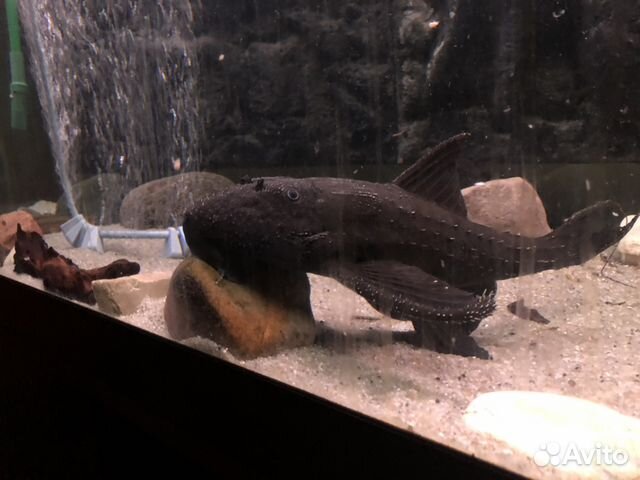 Adonis acanthicus(Адонис Акантикус) L155