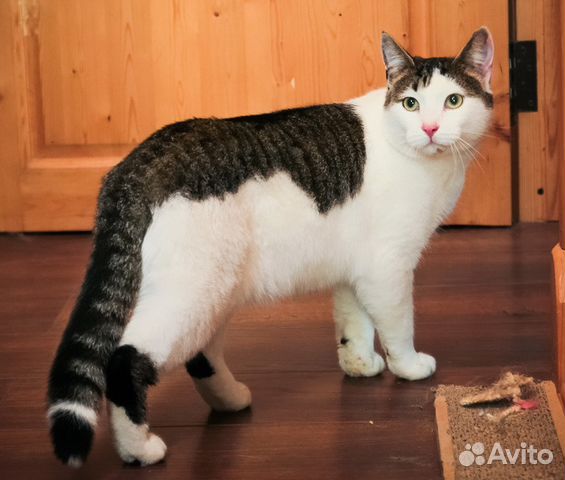 Уникальный трехцветный кот ищет дом