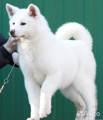 Щенок акита ину белая девочка
