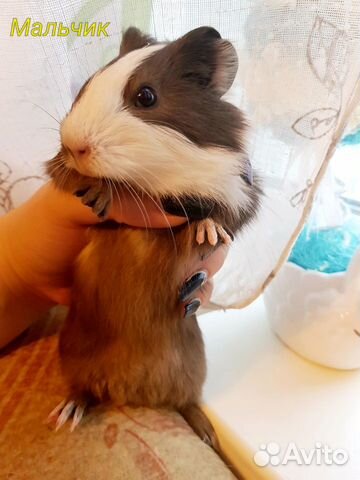 Продам морских свинок