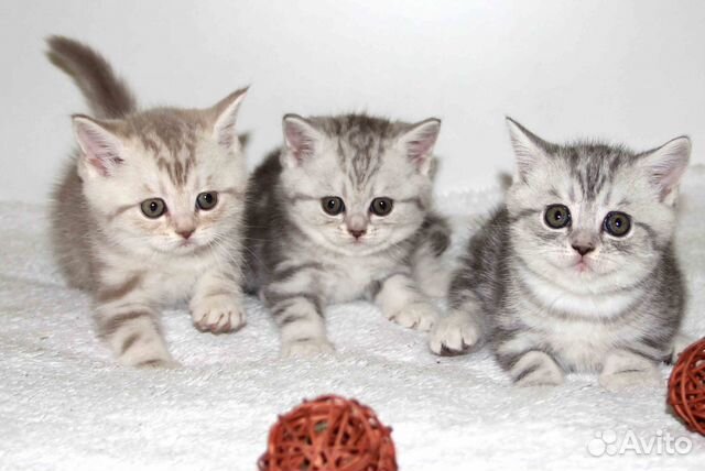 Шотландские клубные котята