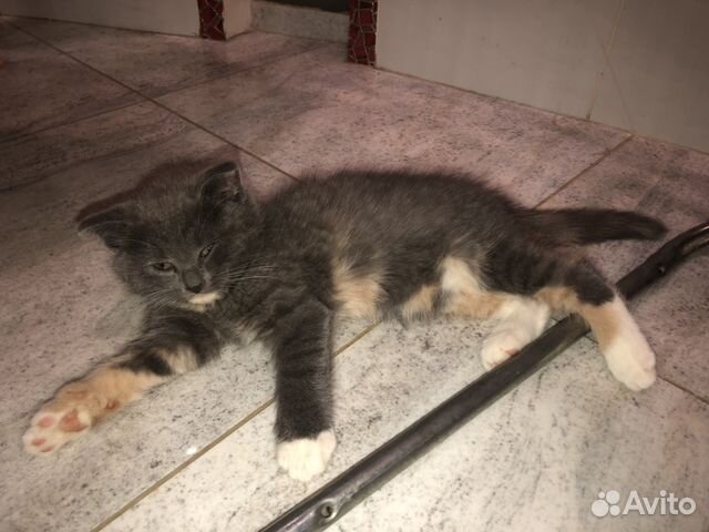 Британские котята