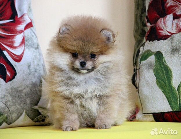 Маленький шпицик в качестве домашнего любимца