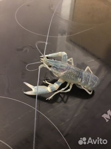 Кубинский рак