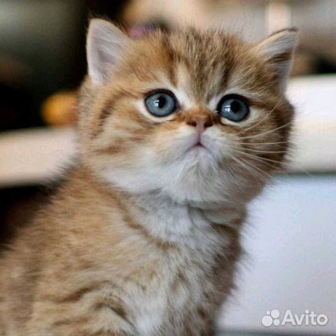 Шикарный золотой котик скоттиш страйт