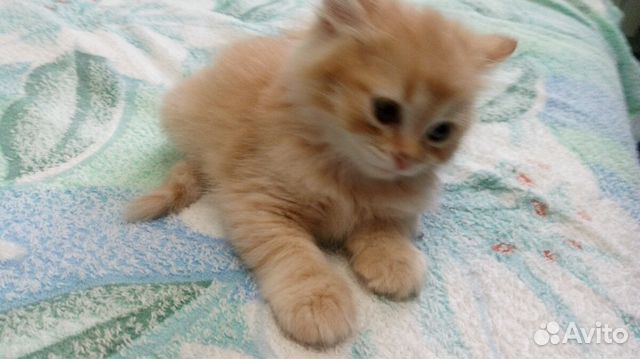Британские котята