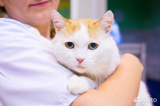 Расцелованный солнышком Котик Рафаэль в дар