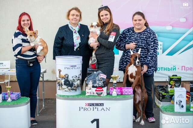 Японский хин