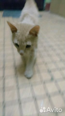 Светло рыжий котёнок