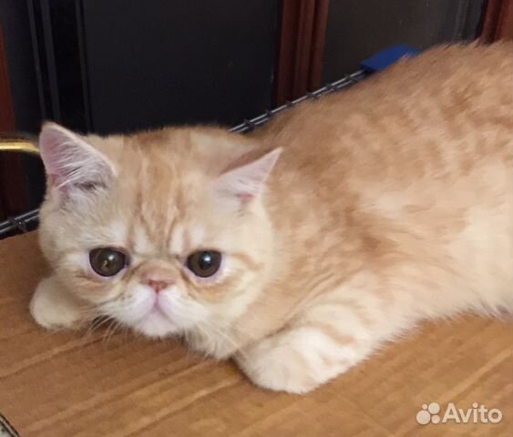 Экзотический короткошерстный молодой котик
