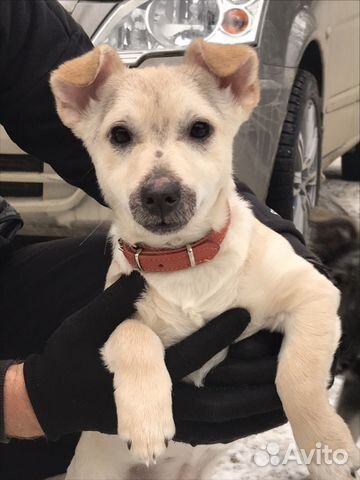 Щенки с приданым