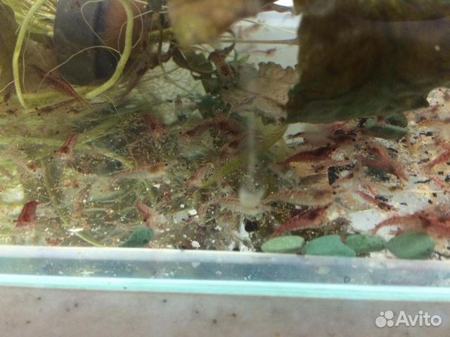 Креветки