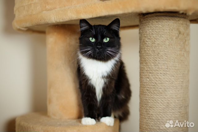 Котик Амур