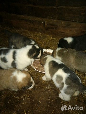 Овцы телята