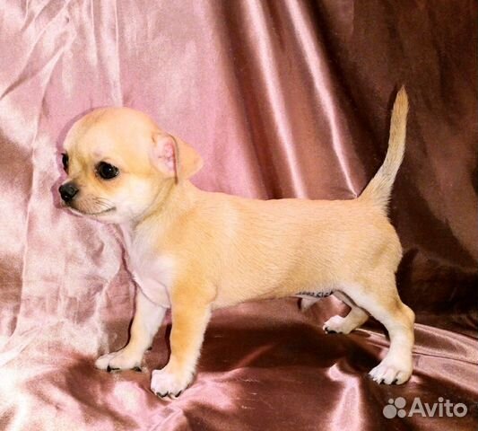 Очаровательный красавчик РКФ