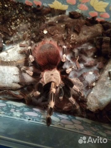 Паук-птицеед Nhandu chromatus