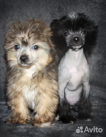 Щенки китайской собачки