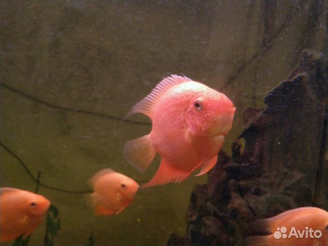 Северум красноточечный подростки (самцы и самки)