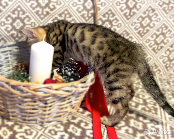 Котята бенгальские метисы