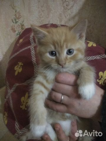 Котенок