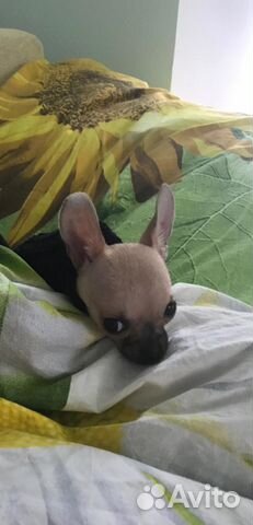 Продается Чихуахуа Микро