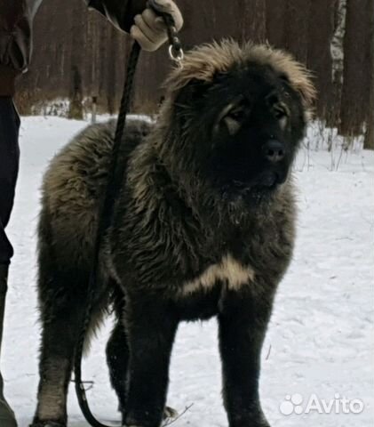 Подрощенная сука кавказской овчарки