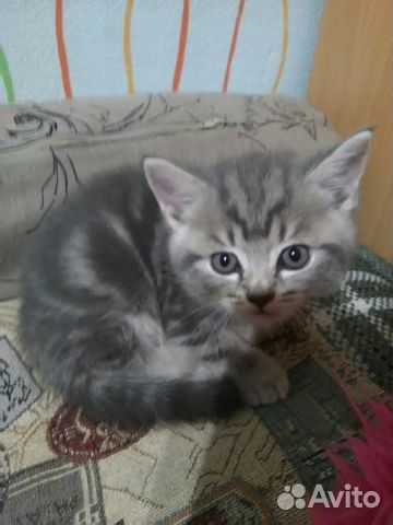 Британский котик