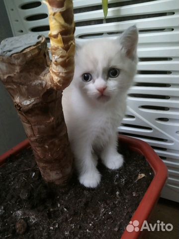 Белый котёнок с серым хвостиком