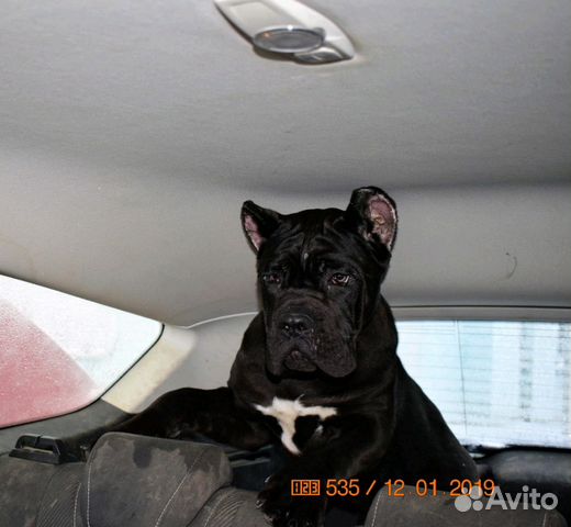 Девочка и мальчик Кане Корсо