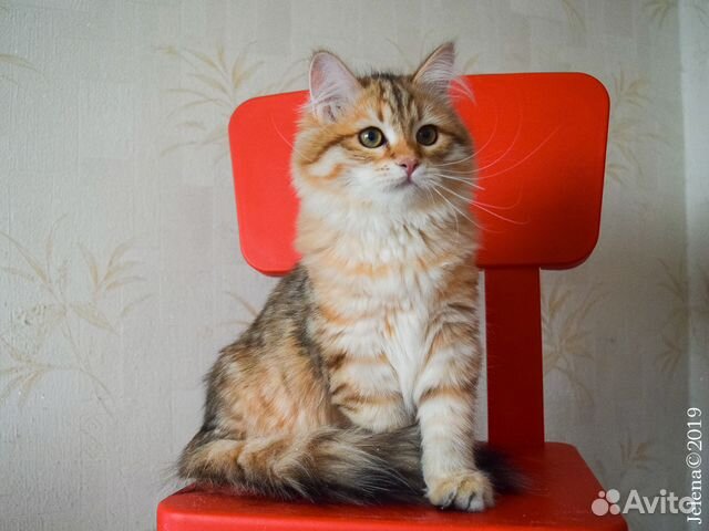 Сибирский котенок - яркий золотенок