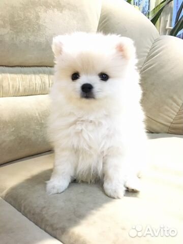 Памеранский шпиц, девочка 2 мес, белоснежный окрас