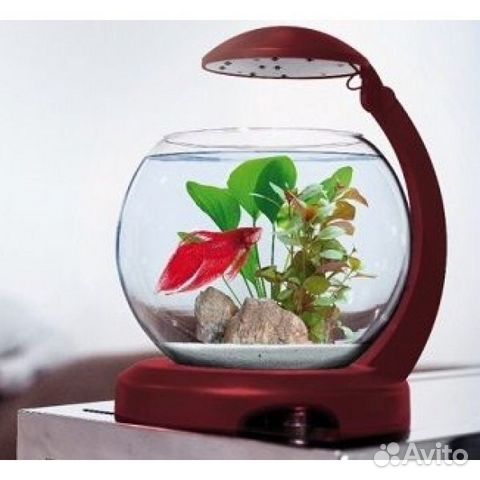 Tetra аквариум