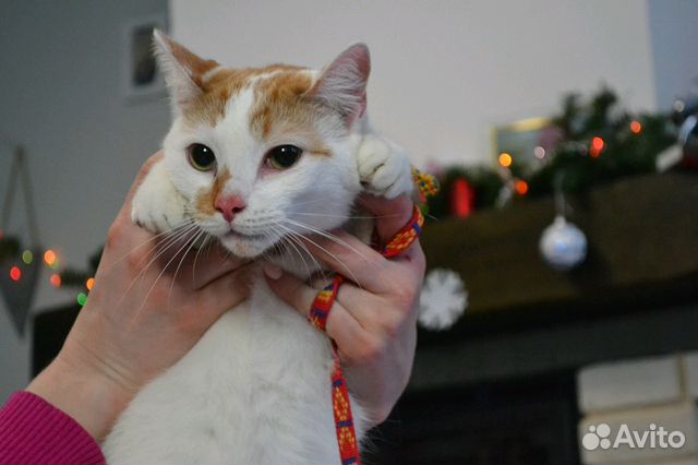 Крем-брюлейный котенок Ванюша ищет маму