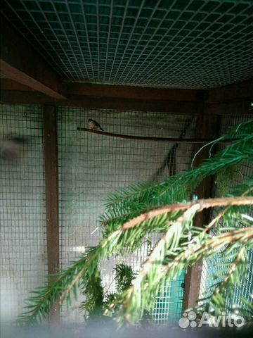 Продам самку Тигровый астрильда