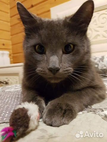 Молодой котик Марик в добрые руки