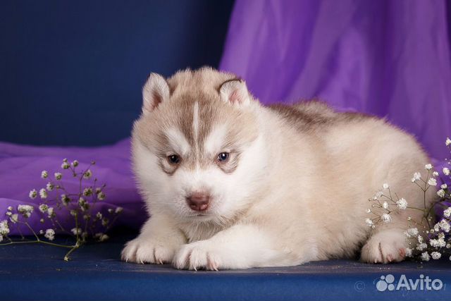 Щенки хаски, питомник