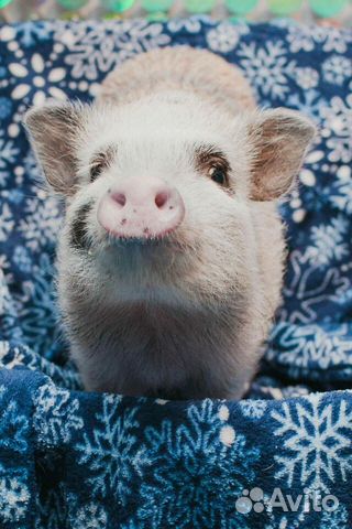 Мини пиг Свинка Вениамин)