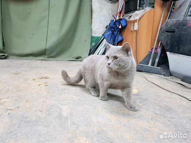 Кот бриьанец