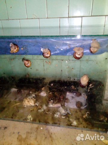 Виноградная улитка