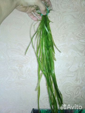 Валиснерия