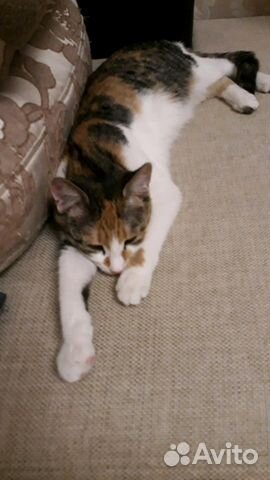 Трехцветная киска поможет избавить от мышей