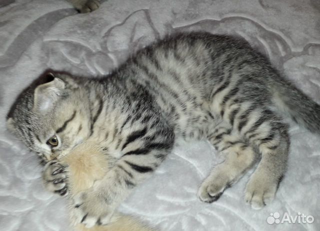Шотландский вислоухий котёнок девочка