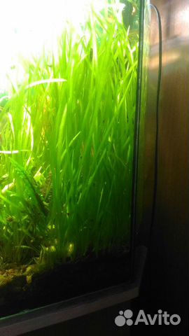 Отдам прополку валиснерии, криптокрины